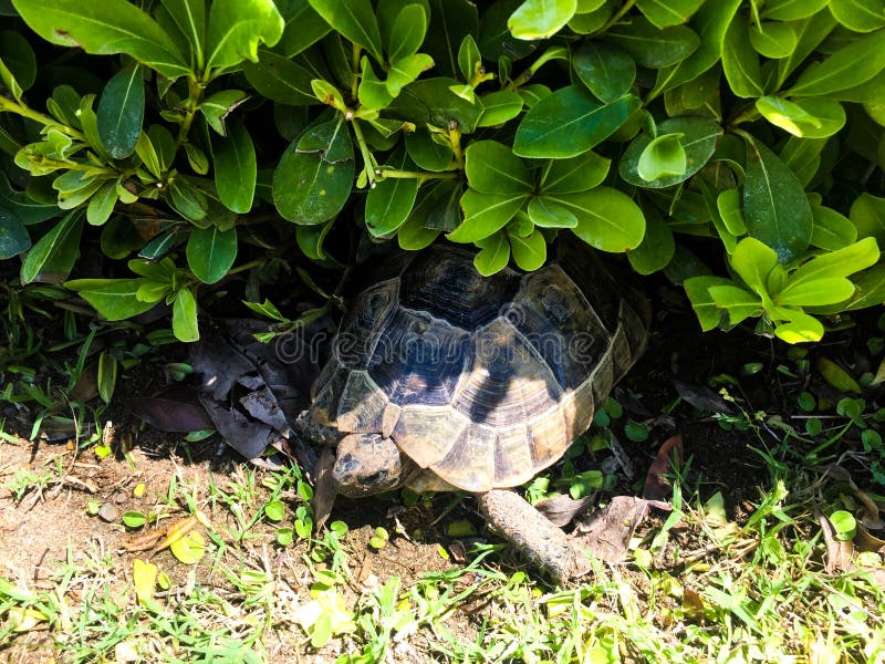 Tortoise in green stock photo. Image of wildlife, shell - 128245020