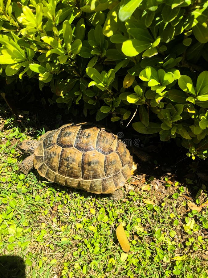 Tortoise on green stock image. Image of shell, grass - 128246083