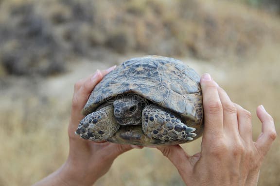 Tortoise in the hands. stock image. Image of protection - 106238421