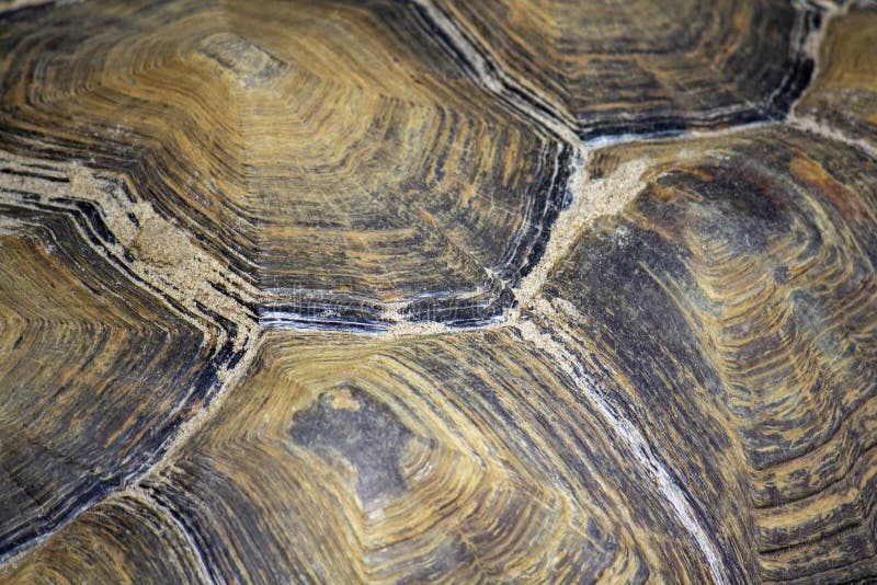 Tortoise Hard Shell with Natural Pattern in Garden Stock Image - Image ...