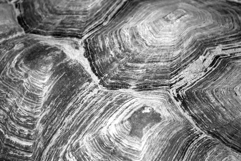 Tortoise Hard Shell with Natural Pattern Stock Photo - Image of ...