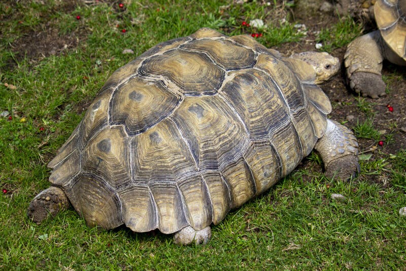 Tortoise Hard Shell with Natural Pattern in Garden Stock Image - Image ...