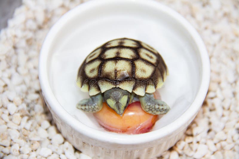 Tortoise Hatching from Egg, Cute Portrait of Baby Tortoise Hatching ...