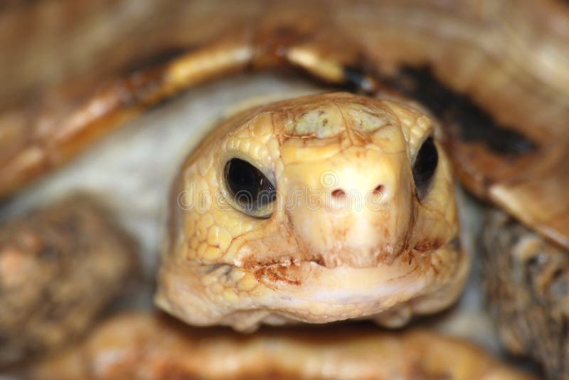 Tortoise head stock image. Image of china, close, animal - 10908689