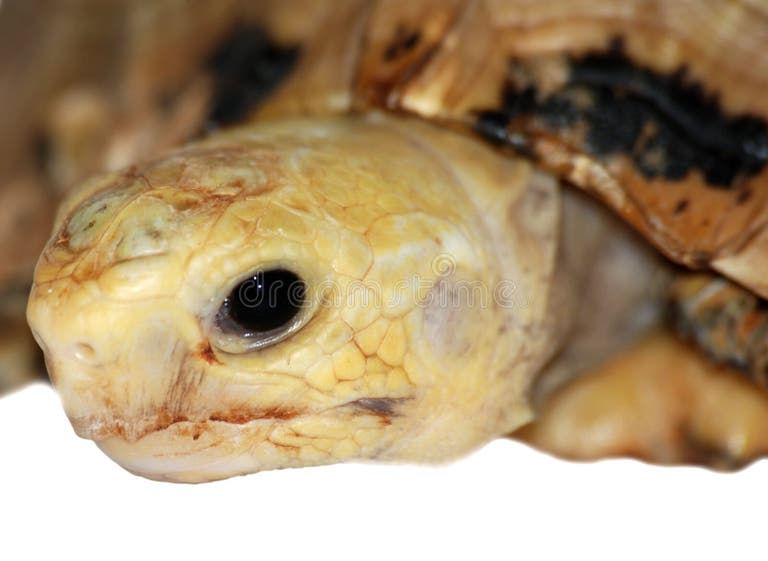 Tortoise head stock image. Image of keratin, nature, isolated - 10954703