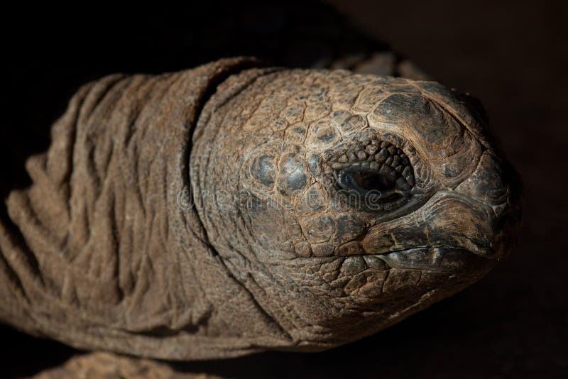 Tortoise head stock image. Image of scales, tortoiseshell - 3563