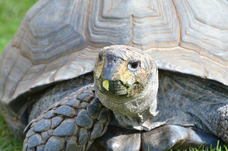 Tortoise head stock image. Image of scales, tortoiseshell - 3563