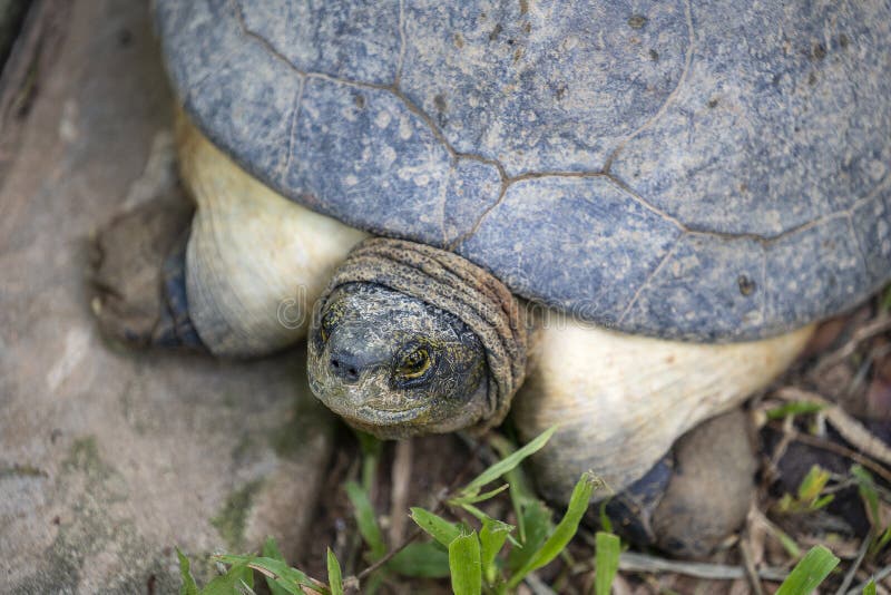 Tortoise head stock image. Image of scales, tortoiseshell - 3563