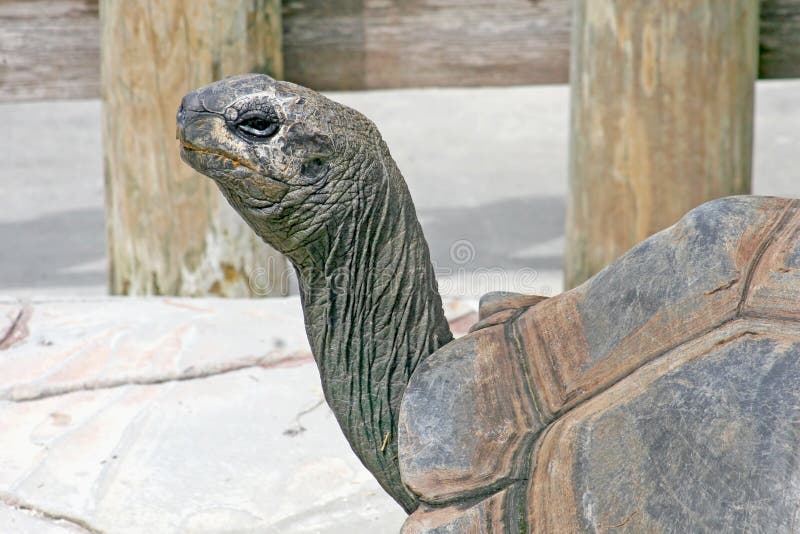 Tortoise stock photo. Image of shield, crawling, fauna - 61153404