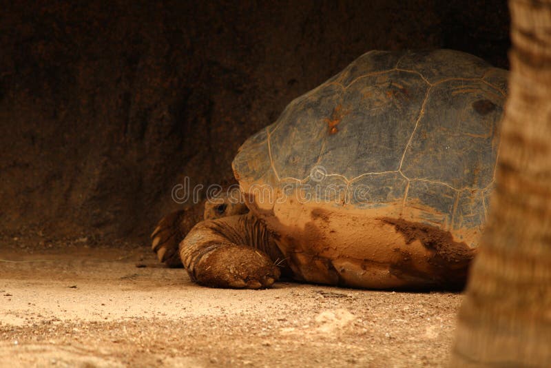 Hiding tortoise stock image. Image of turtle, inside - 22292047