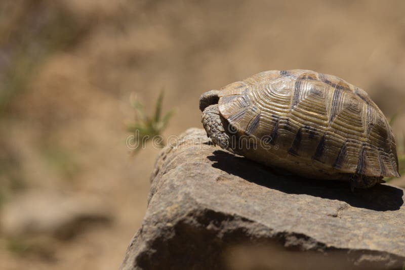 Hiding tortoise stock image. Image of close, inside, muzzle - 22292047