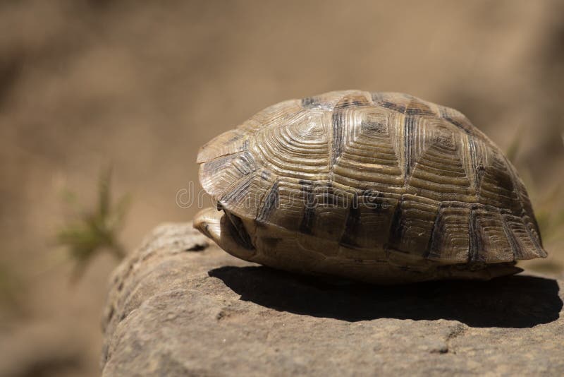 555 Hiding Tortoise Stock Photos - Free & Royalty-Free Stock Photos ...