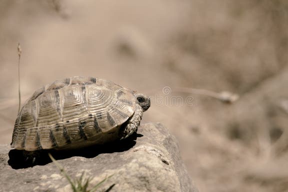 Tortoise hiding in shell stock image. Image of reptile - 77024987
