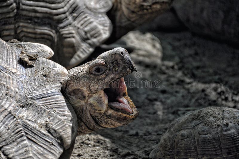 Giant Galapagos Tortoise Mouth Open Closeup Stock Photos - Free ...