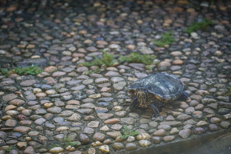 Tortoise inside a pond stock image. Image of island - 201160333