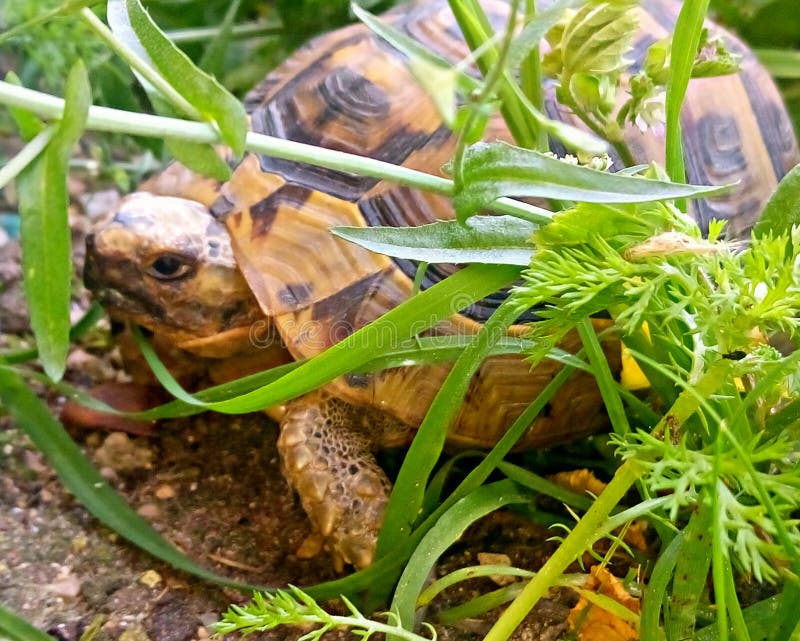 Tortoise stock photo. Image of animals, green, jungle - 92722508