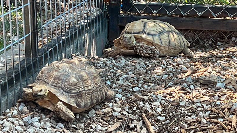A Tortoise on Land stock photo. Image of island, green - 311910256