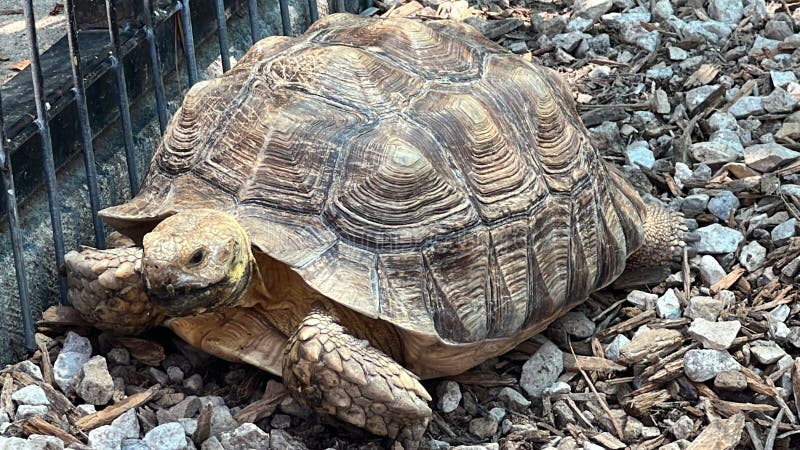 A Tortoise on Land stock image. Image of crocodile, amphibian - 311910293