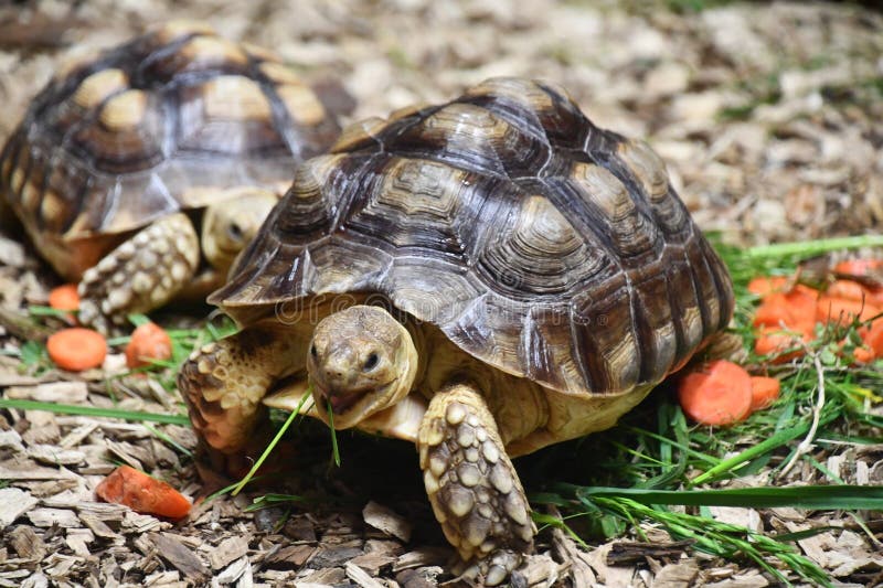 A Tortoise on Land stock image. Image of animal, carapace - 291178385
