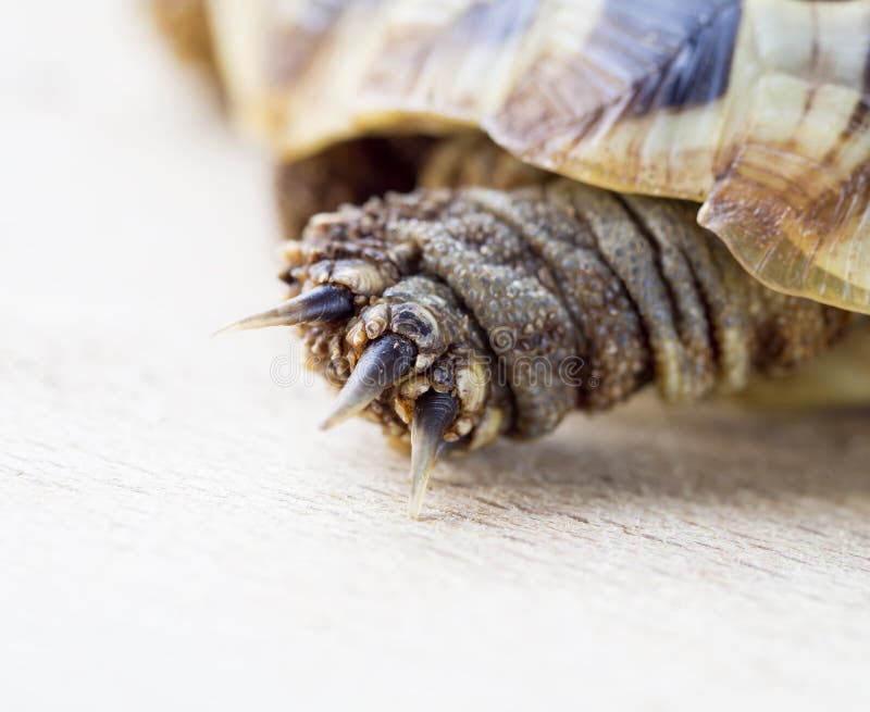 Close Up Leg Tortoise Stock Photos - Free & Royalty-Free Stock Photos ...