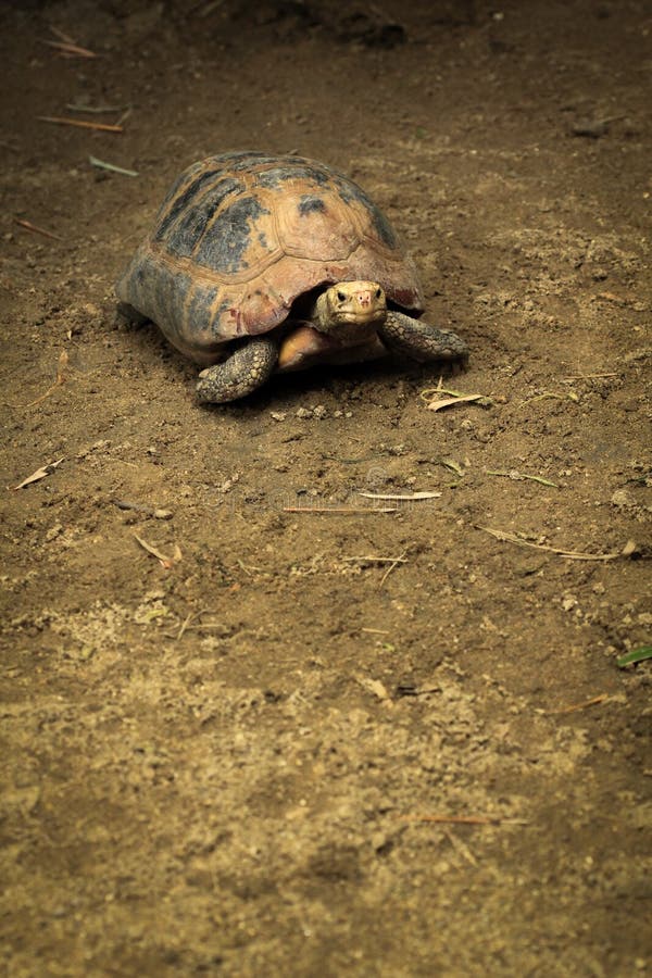 The tortoise. stock photo. Image of streak, macro, greenery - 91205858