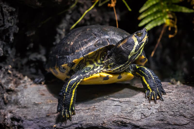 Tortoise Looking Away stock image. Image of rock, exotic - 106241419
