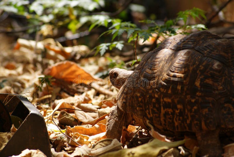 Tortoise looking back stock photo. Image of nature, back - 180083312