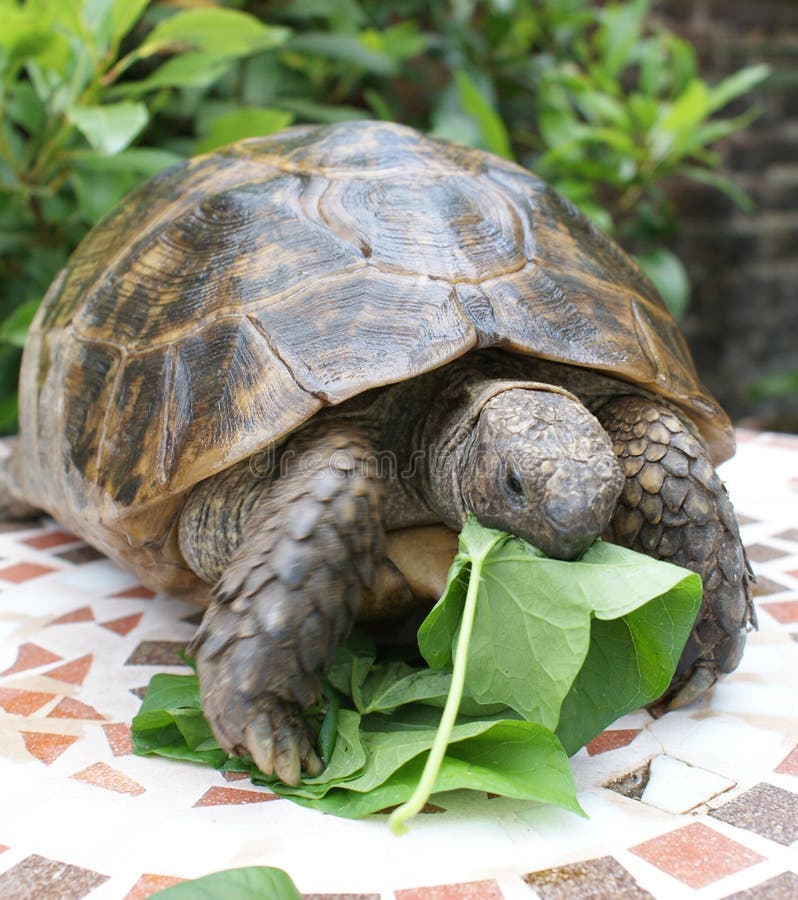 Tortoise and lunch 2 stock photo. Image of eating, turtle - 5766680