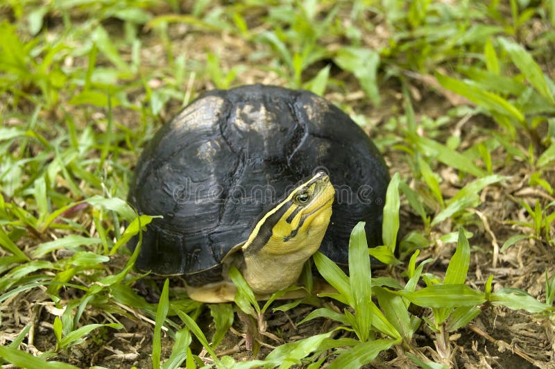 The Tortoise Out from the Shell Stock Image - Image of nature, carapace ...