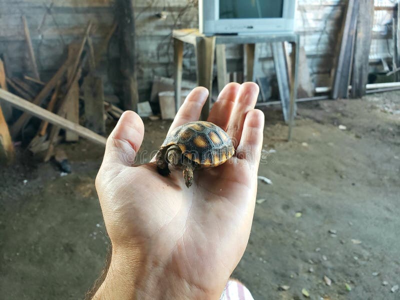 Tortoise in the Palm of the Hand Stock Photo - Image of tortoiseshell ...