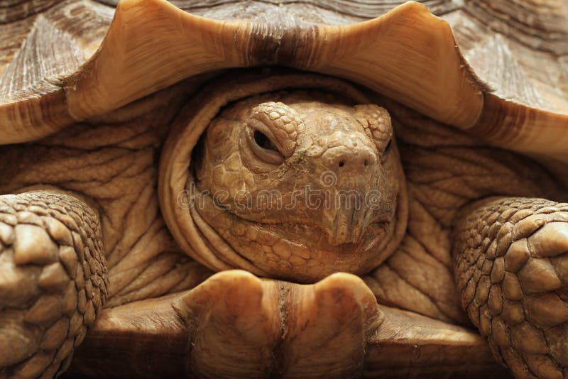 Tortoise running stock image. Image of tortoise, fast - 4866487