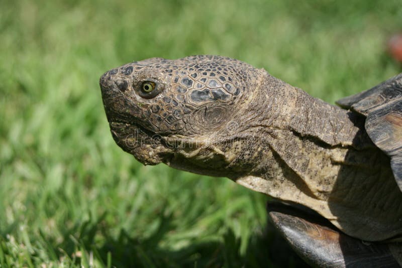 Tortoise profile stock photo. Image of head, grass, view - 31056770