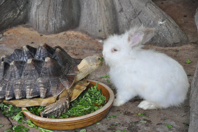 Tortoise and rabbit stock image. Image of food, tortoise - 90923485