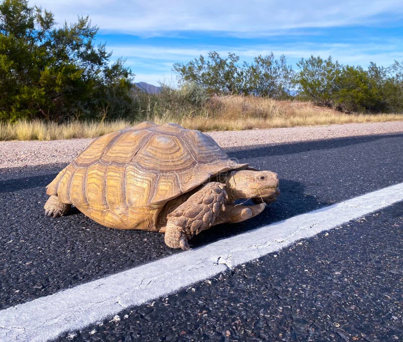 Tortoise race stock photo. Image of road, reptile, desert - 263386990