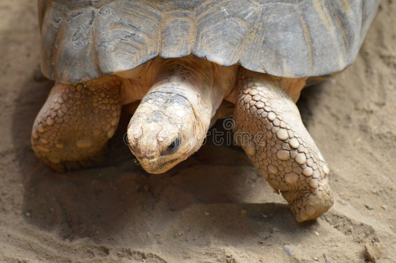 Tortoise stock photo. Image of park, calm, life, stare - 72273314