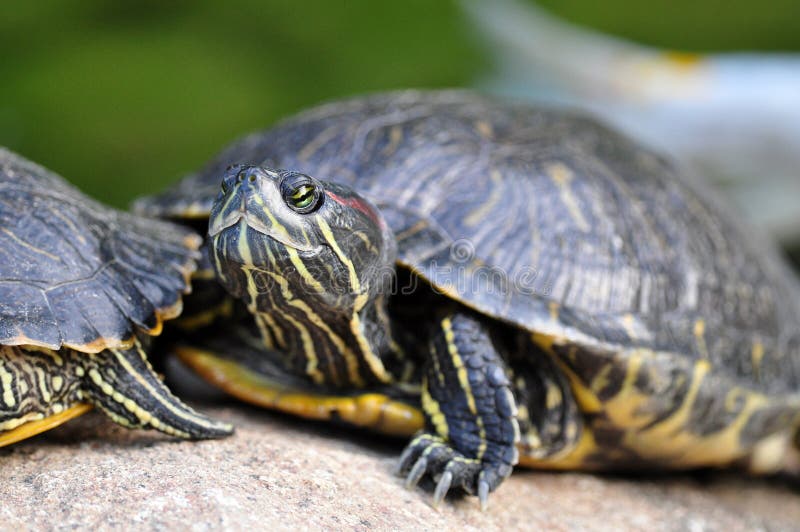 Red eared slider turtle stock photo. Image of sitting - 13197384