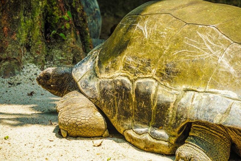 Tortoise Relaxing on the Beach Stock Image - Image of nature, islands ...