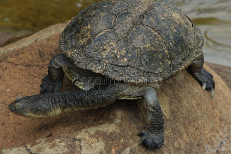 Tortoise stock photo. Image of animal, cool, pool, relaxing - 48607794