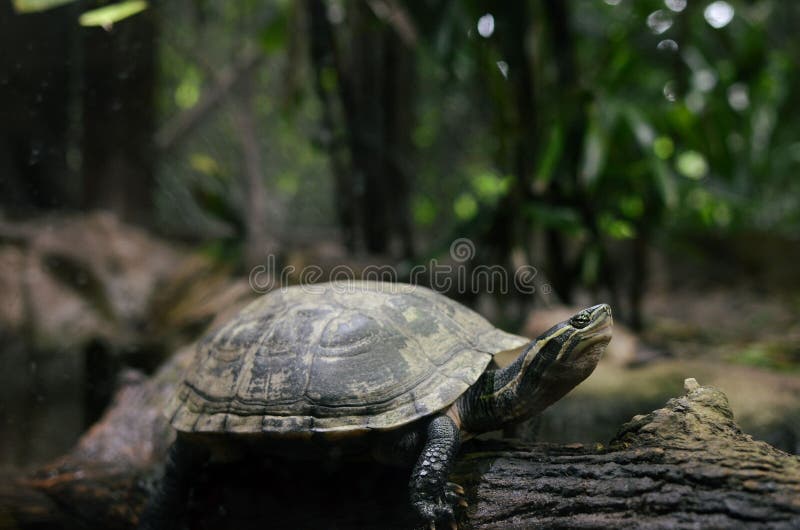 A Tortoise Resting on a Tree Bark Stock Photo - Image of natural, tree ...
