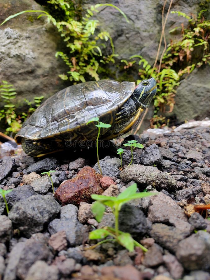 The Tortoise Rests on the Gravel Stock Image - Image of resting, rests ...