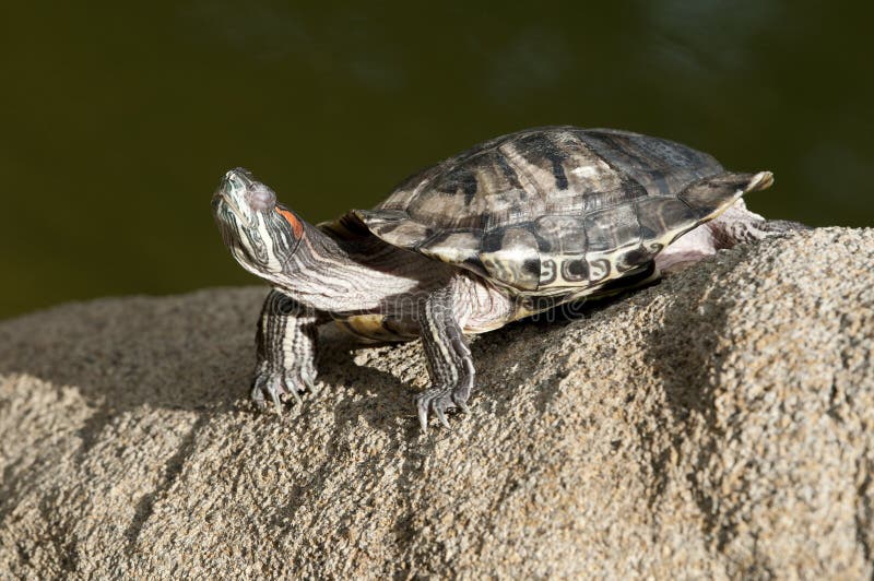 Tortoise on the rock stock photo. Image of nature, nose - 19424778