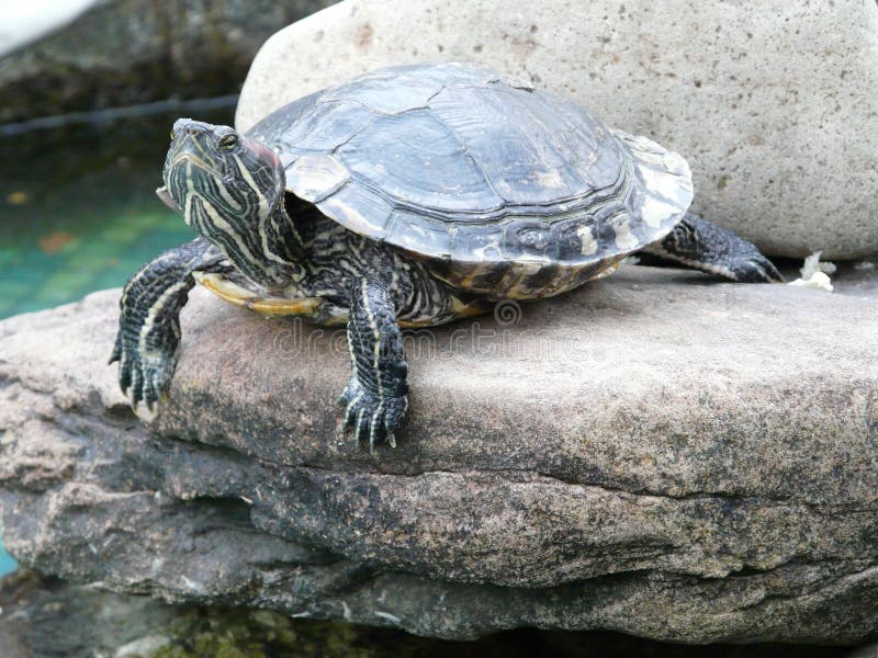 Tortoise on a rock stock photo. Image of rock, used - 103619472