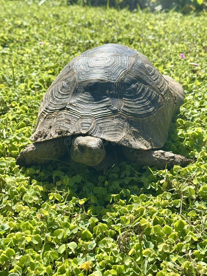 Tortoise rocky terrain stock photo. Image of behavior - 378616518