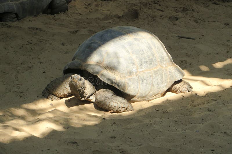Tortoise running stock image. Image of tortoise, fast - 4866487