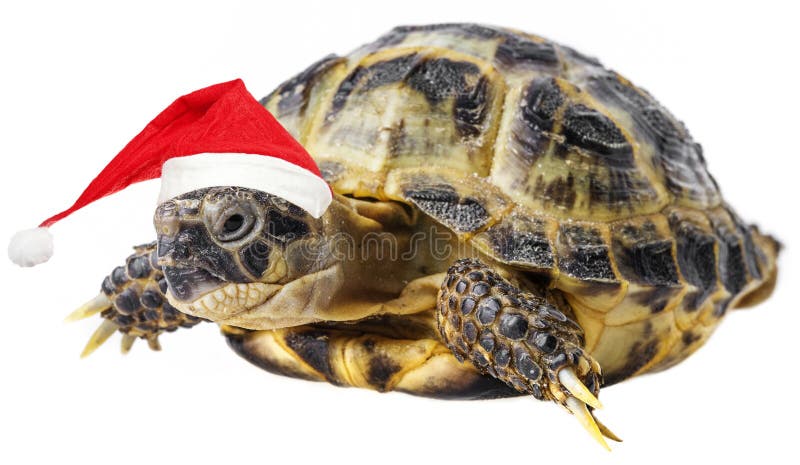 116 Tortoise Christmas Stock Photos - Free & Royalty-Free Stock Photos ...