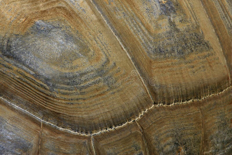 Tortoise Shell, Carapace or Top of the Shell Stock Image - Image of ...