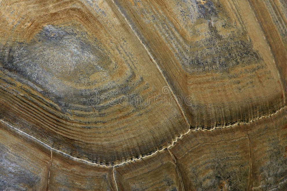 Tortoise Shell, Carapace or Top of the Shell Stock Image - Image of ...