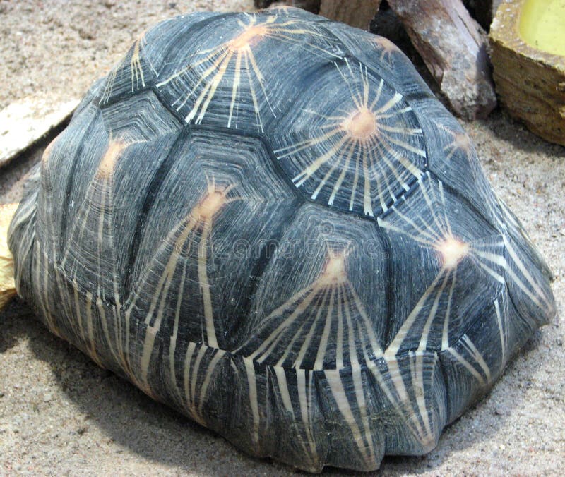 Tortoise Picture. Image: 93246