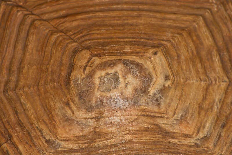 Turtle shell, background stock image. Image of animal - 5937127