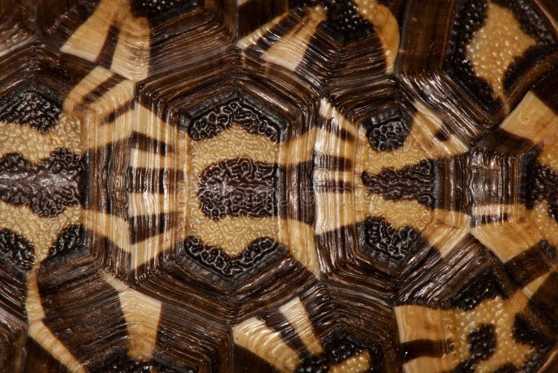 Turtle shell, background stock image. Image of animal - 5937127
